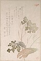 Unidentified artist | Natane Flower | Japan | Edo period (1615–1868 ...