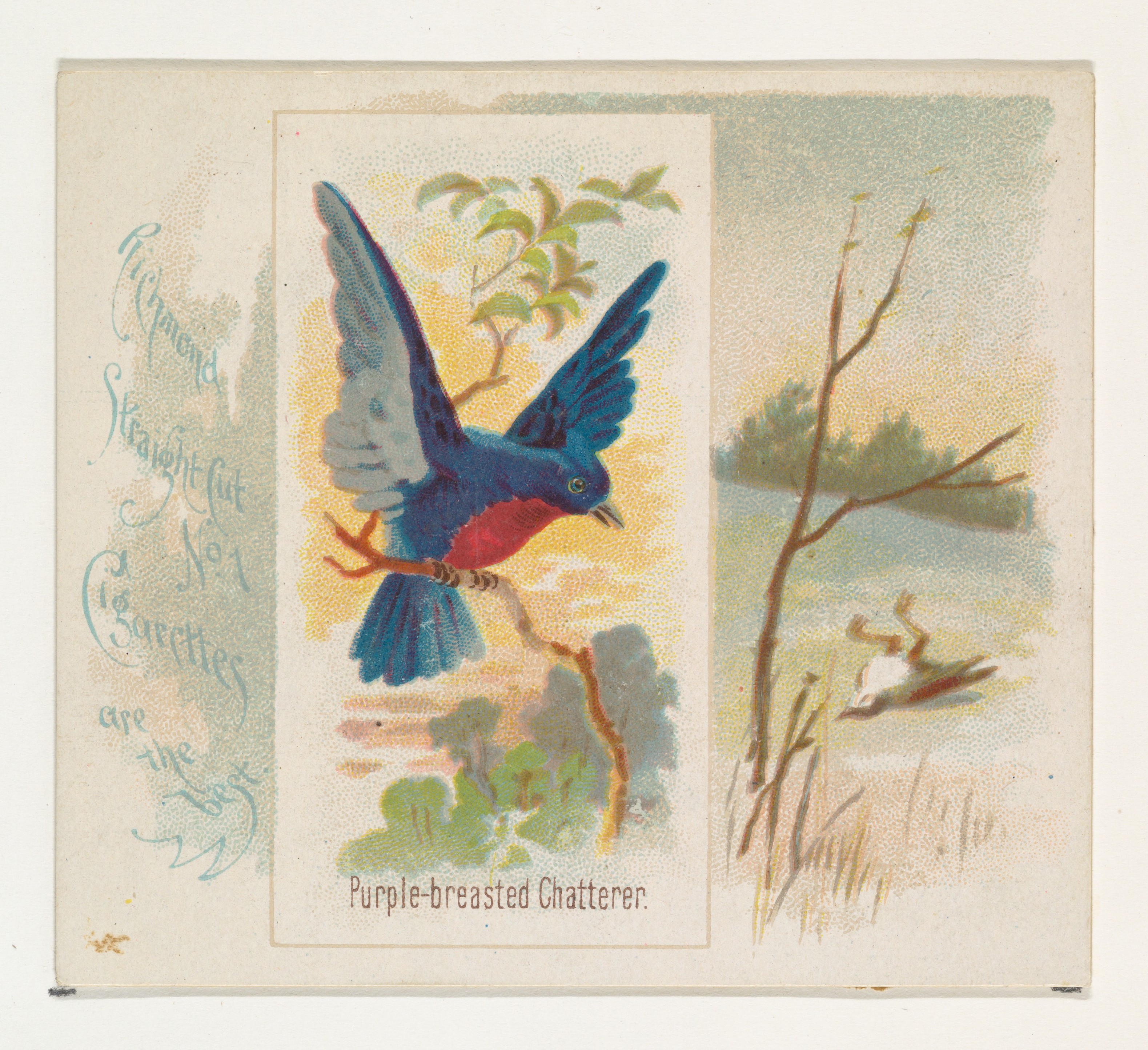 Issued By Allen Ginter Purple breasted Chatterer From The Song Issued By Allen Ginter Purple breasted Chatterer From The Song