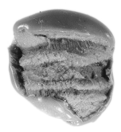 Sealing | Middle Kingdom | The Metropolitan Museum of Art