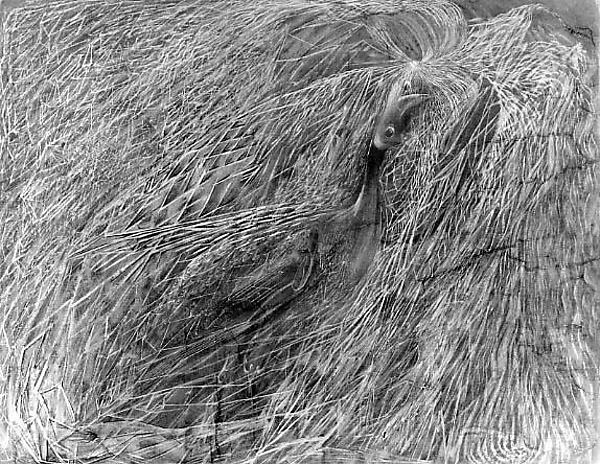 Bird in the Spirit, 1943 by Morris Graves (1910-2001) Morris Graves ...