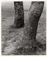 Aaron Siskind | Vineyard Trees | The Metropolitan Museum of Art